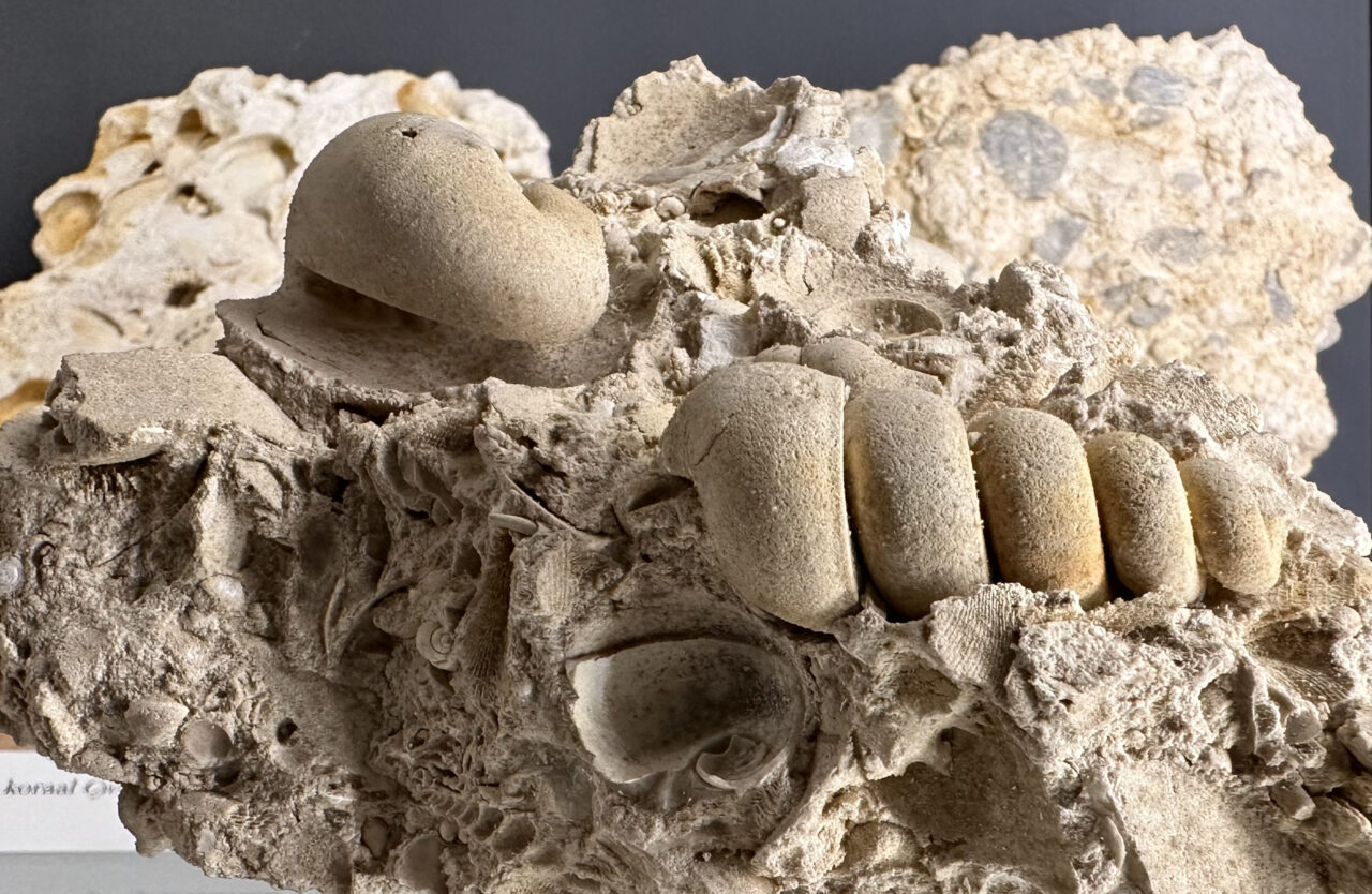 Wat is mergel? - Mergel.nU